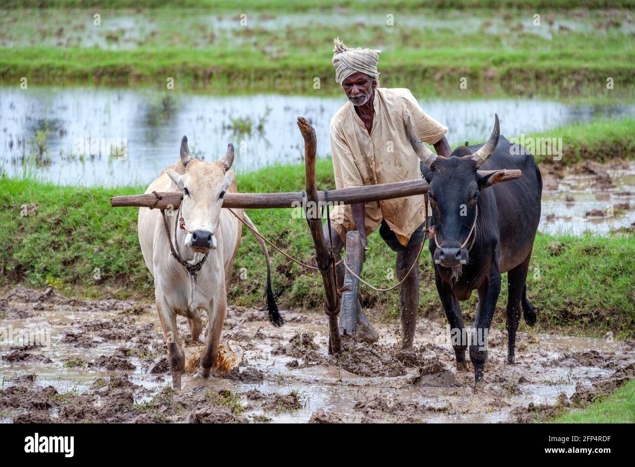 Man with buffalo pulling a plough hi-res stock photography and images ...