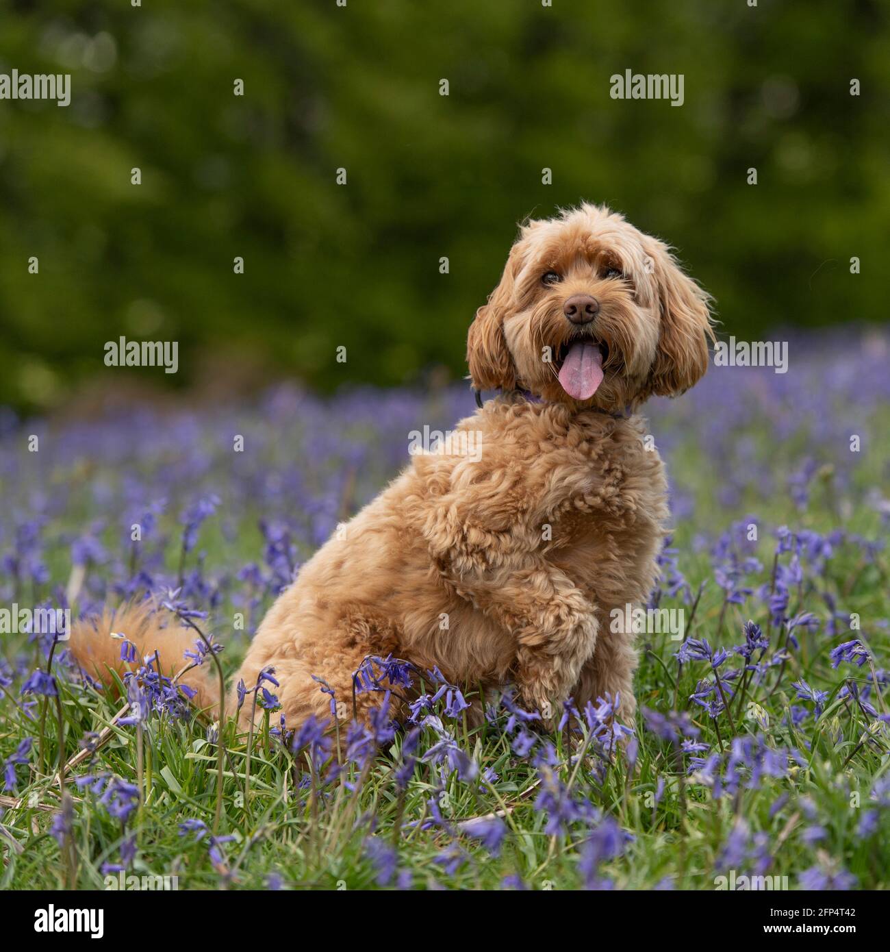Cockapoo Side View High Resolution Stock Photography and Images - Alamy