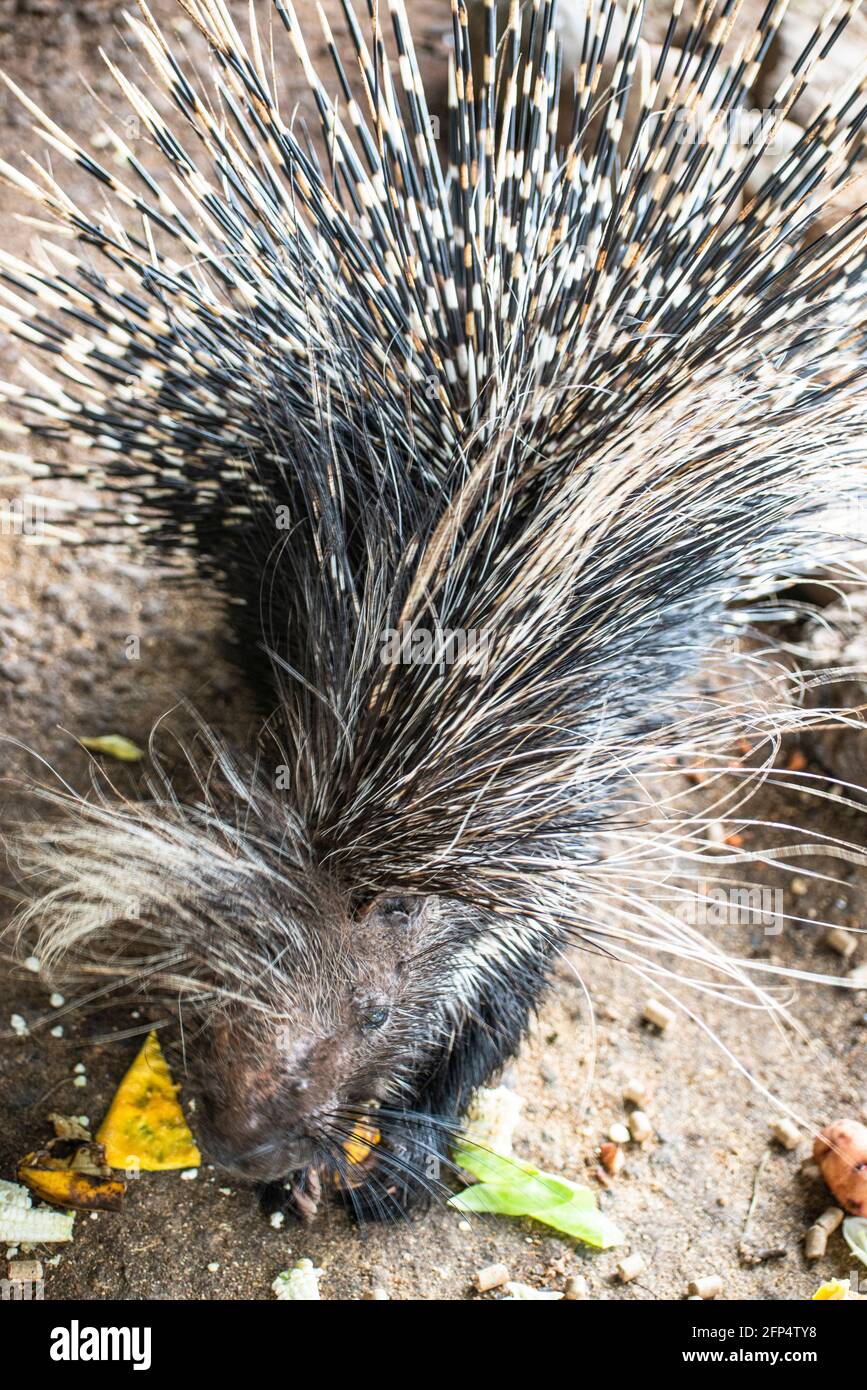 African Porcupine Mount