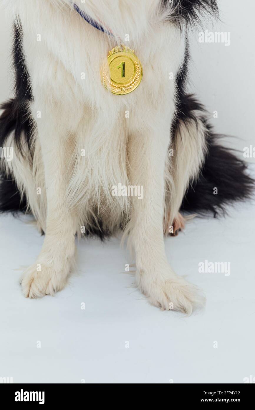 Puppy dog pwas border collie with winner or champion gold trophy medal ...