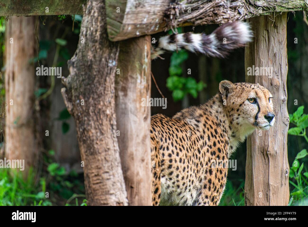 cheetah in captivity at the Mount Kenya Wildlife Conservancy Stock ...