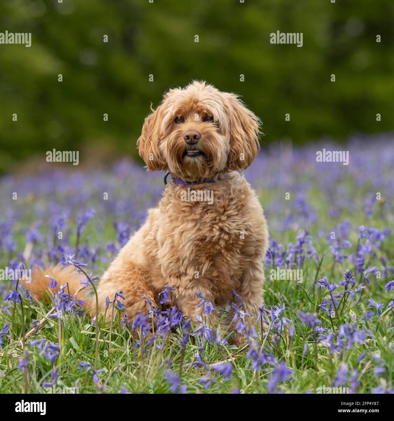 Cockapoo cross hi-res stock photography and images - Alamy