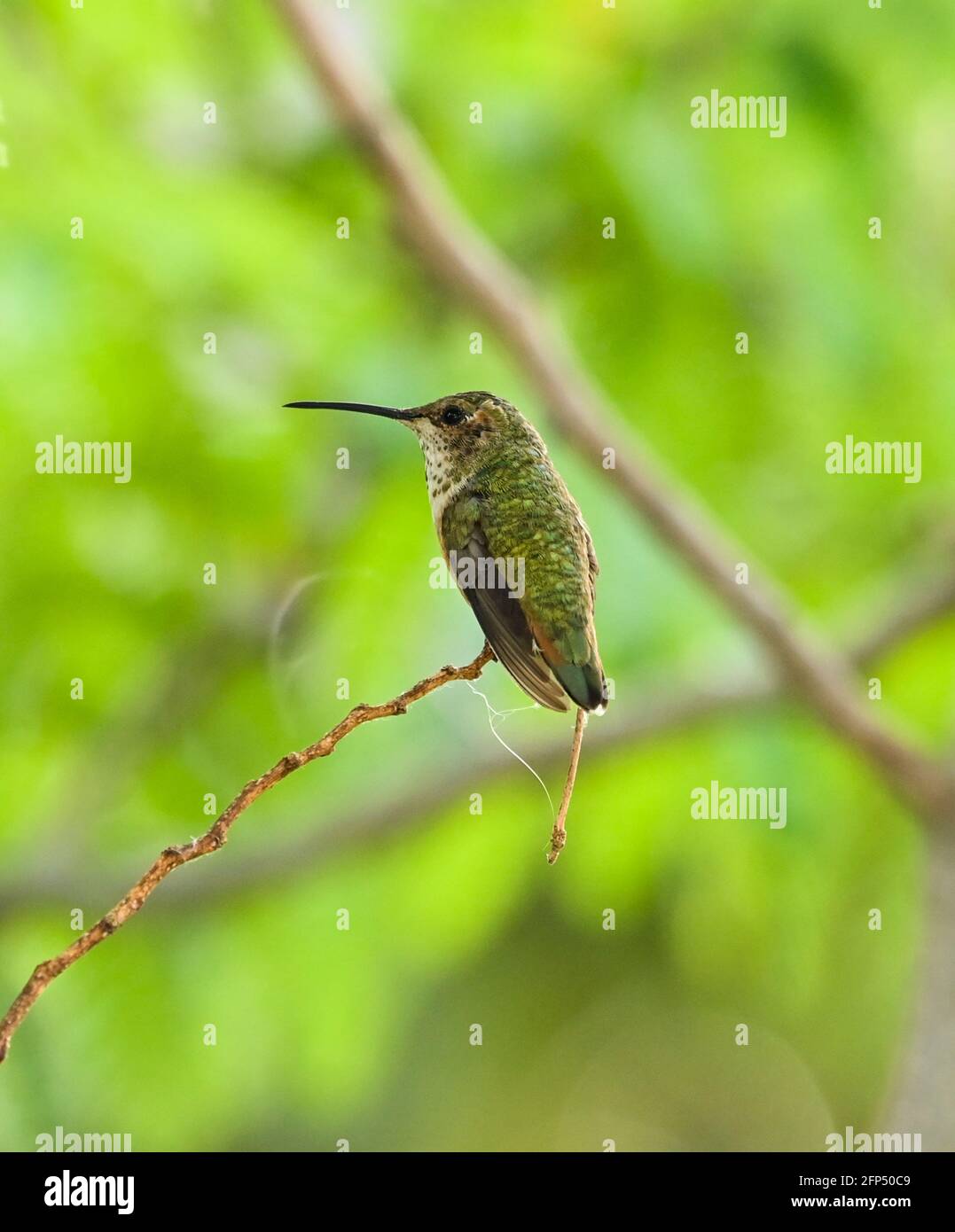 Fledgling hummingbird in nest hi-res stock photography and images - Alamy