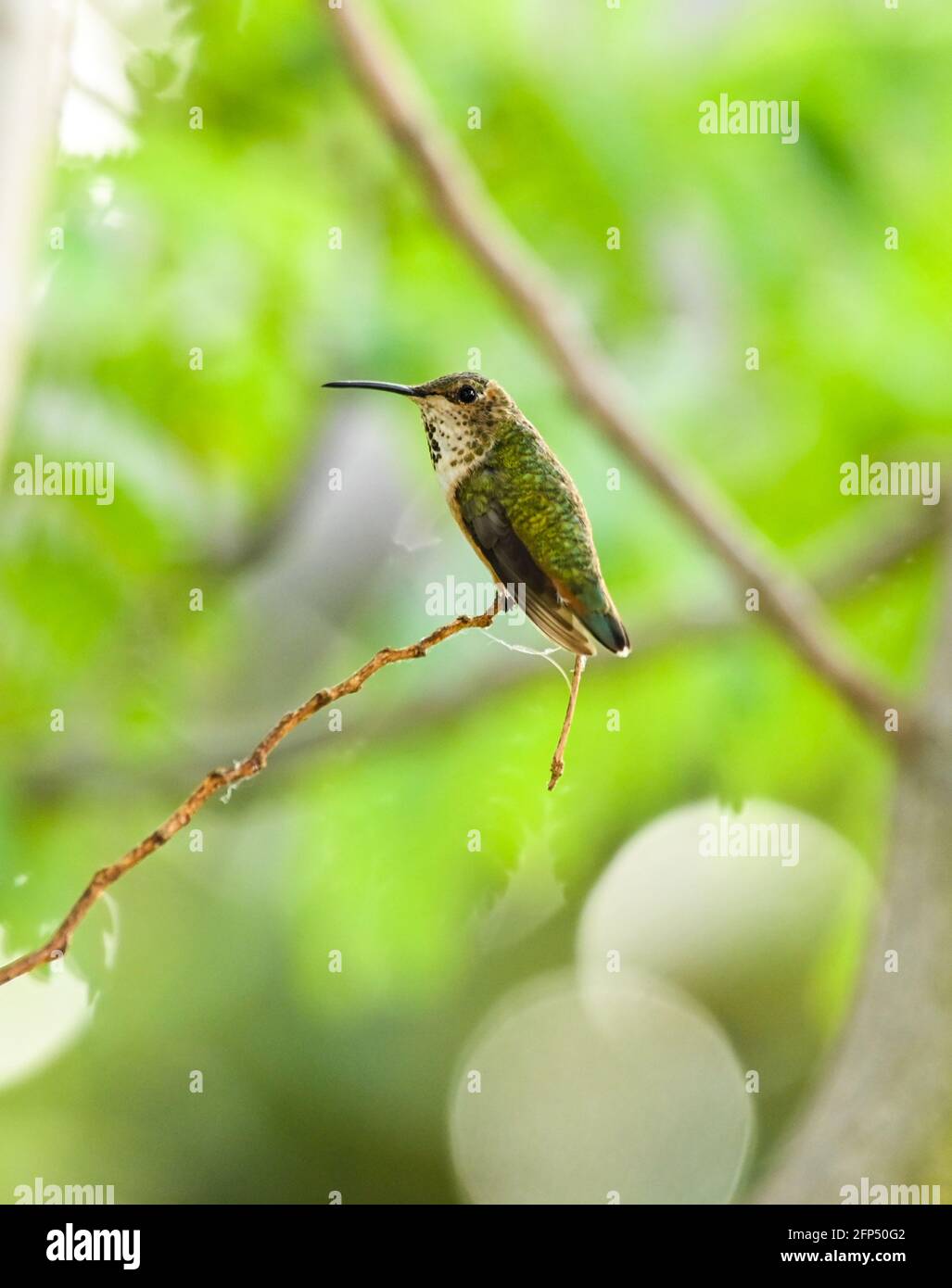 Anna’s Hummingbird adult and fledgling, in nest and in tree May 20 ...