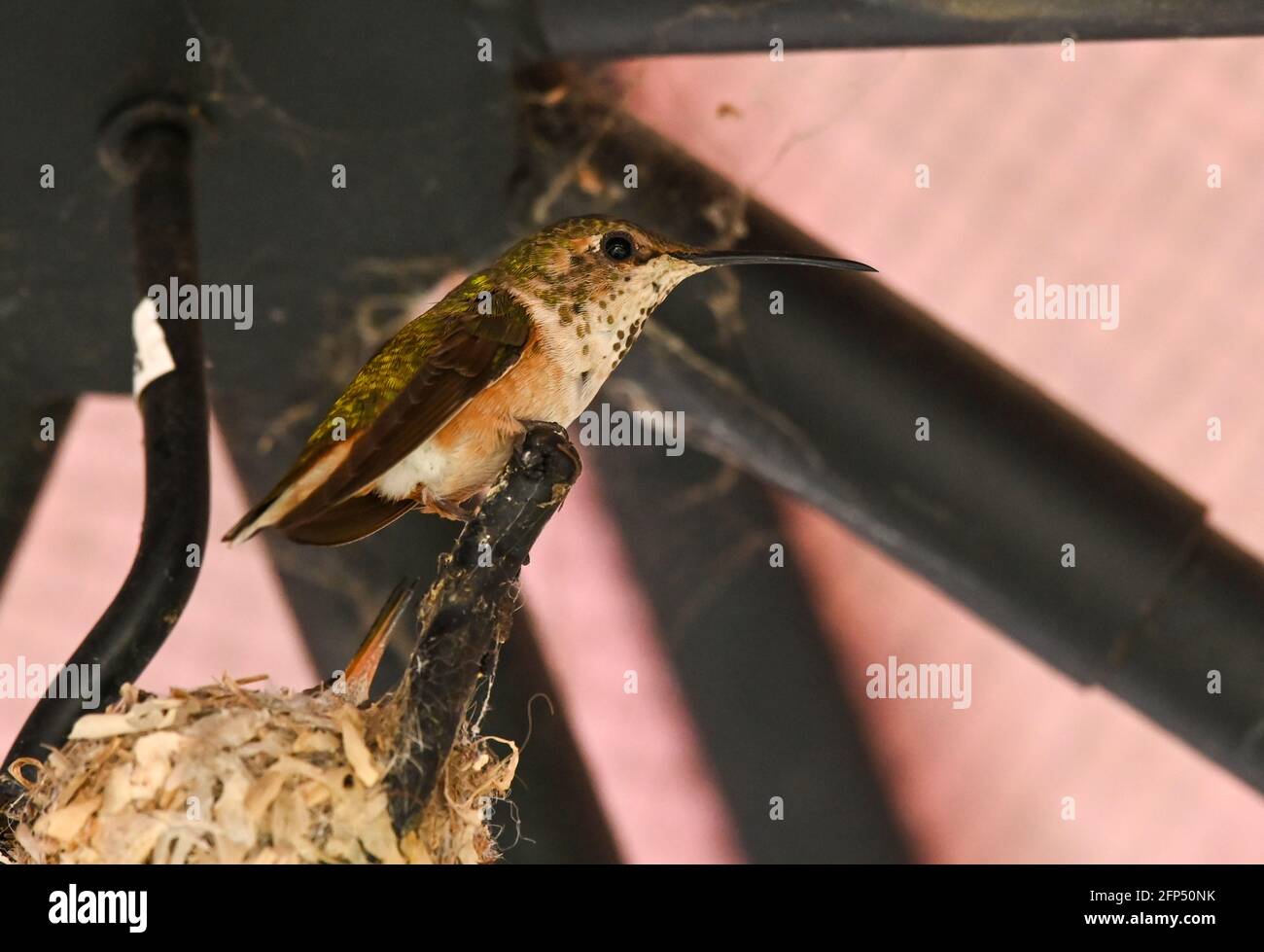 Fledgling Hummingbird In Nest High Resolution Stock Photography and ...