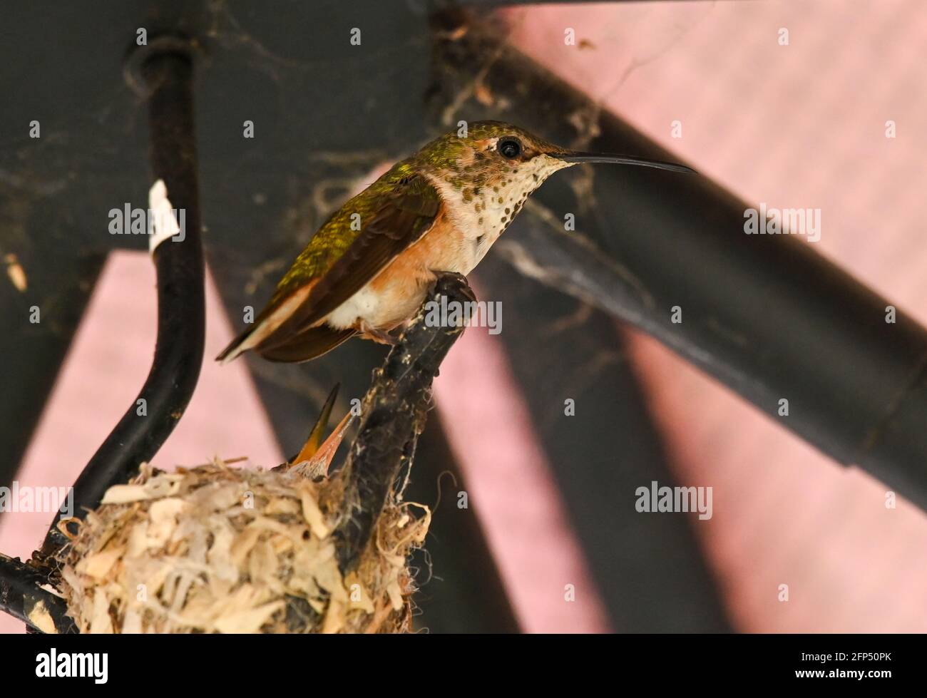Fledgling Hummingbird In Nest High Resolution Stock Photography and ...