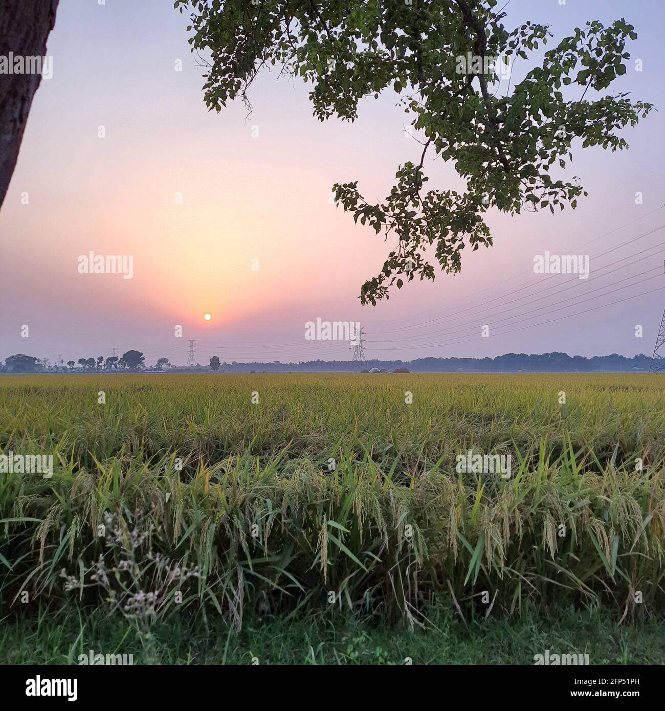 Sunsets grass field hi-res stock photography and images - Alamy