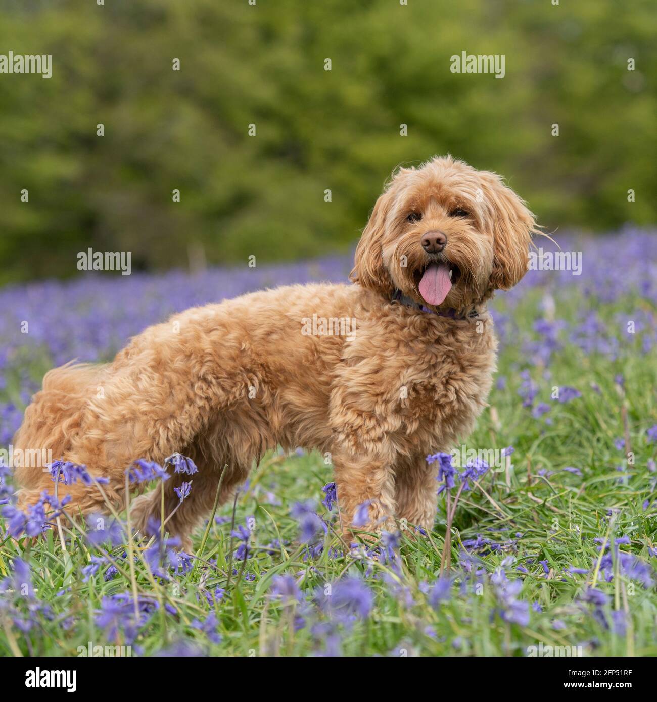 Cockapoo side view hi-res stock photography and images - Alamy