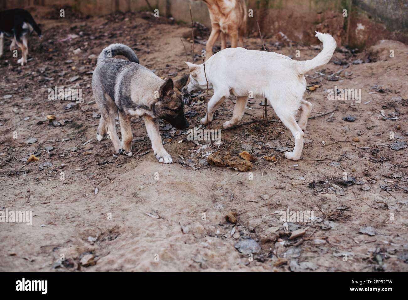 Unwanted animals hi-res stock photography and images - Alamy