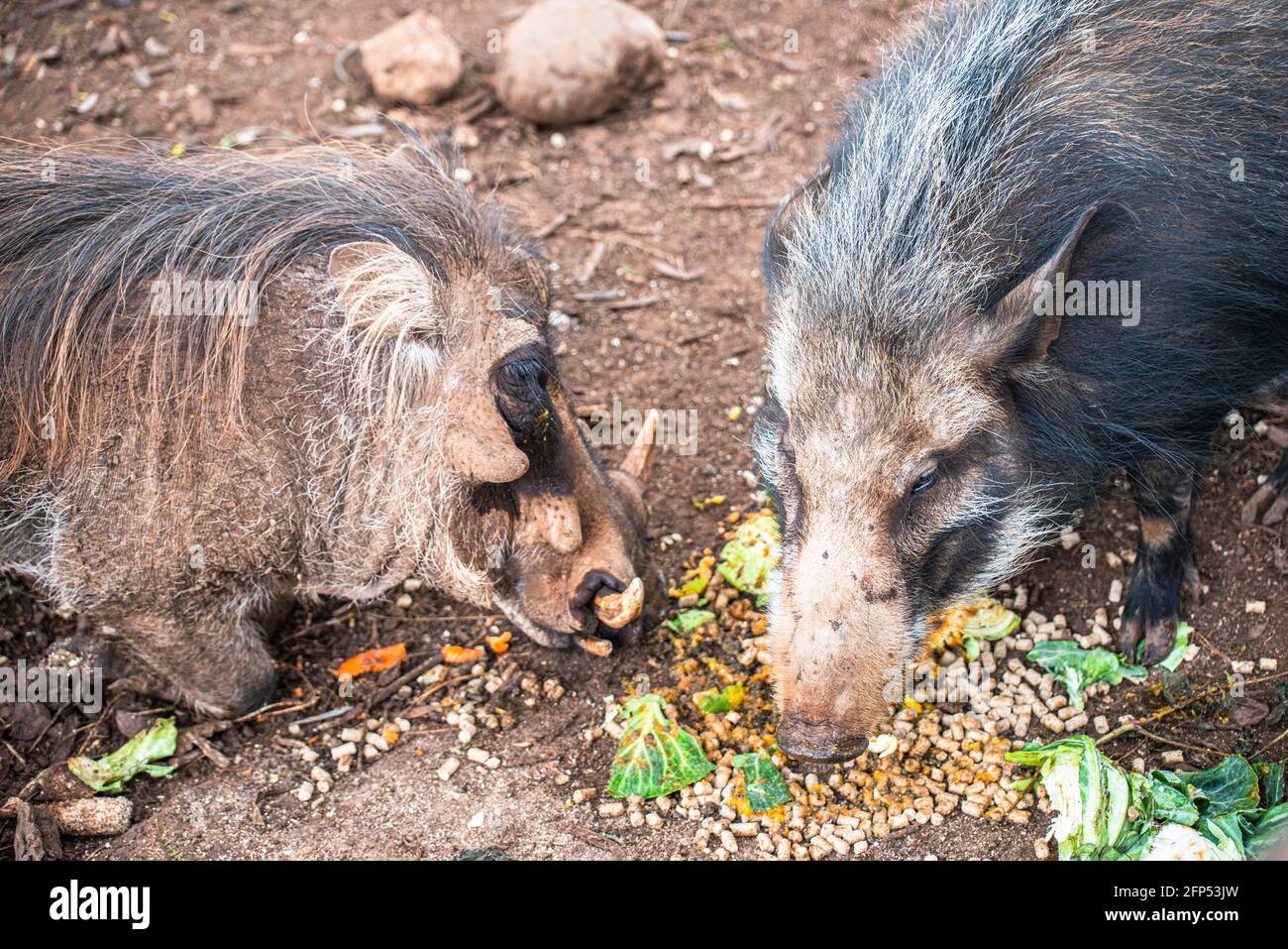 warthogs eating domestic food at the Mount Kenya Wildlife Conservancy ...