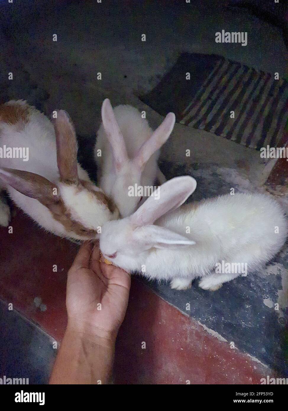 The beautiful rabbits Stock Photo - Alamy