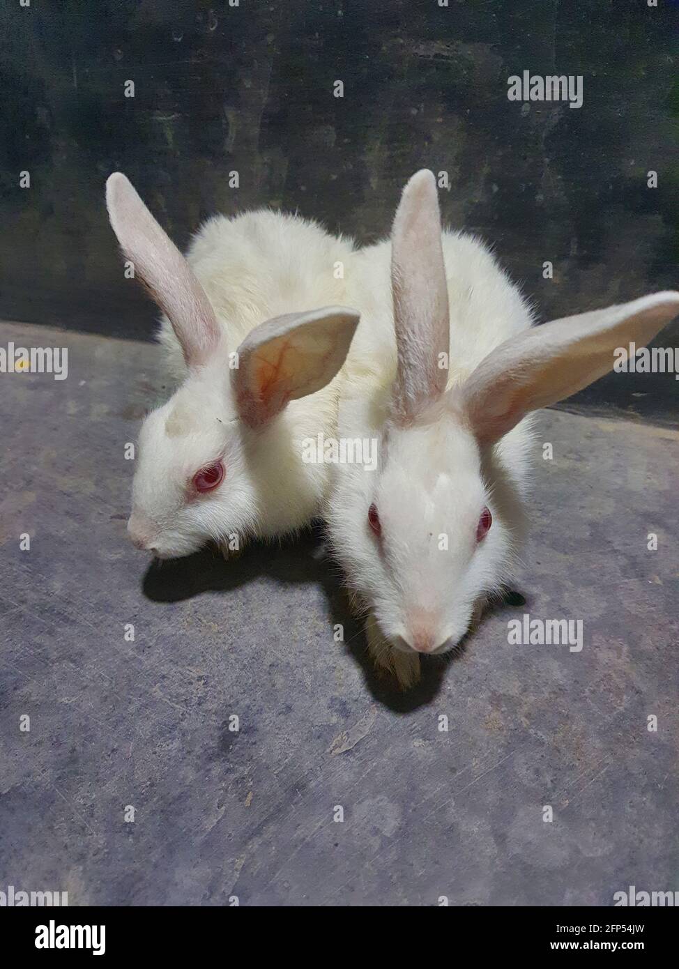 The beautiful rabbits Stock Photo - Alamy