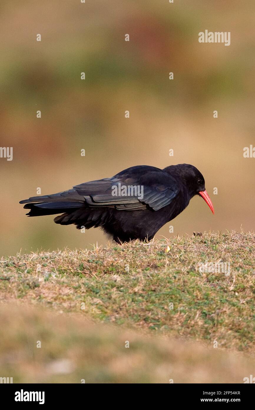 Red billed chough bird hi-res stock photography and images - Alamy
