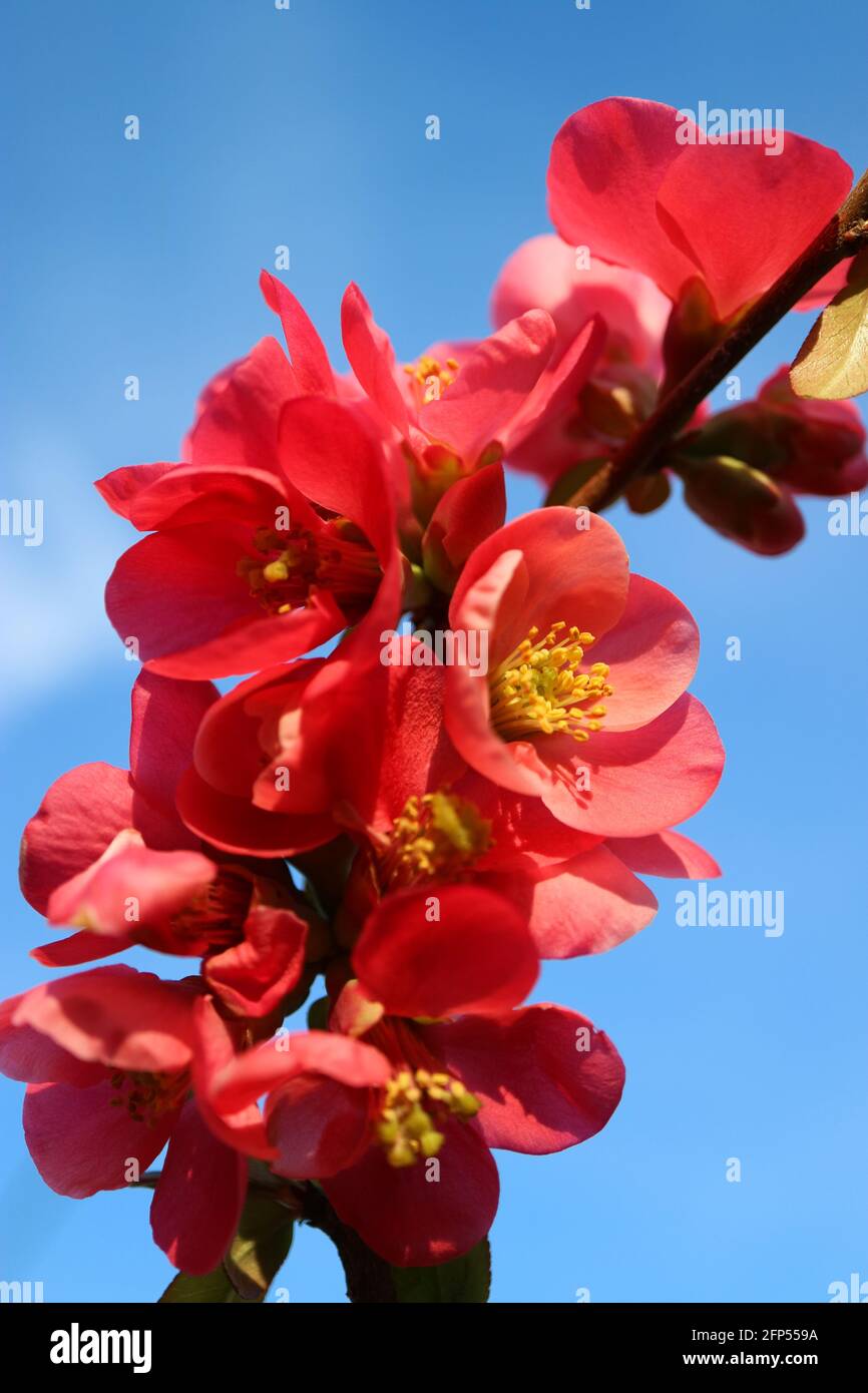 Maules quince hi-res stock photography and images - Alamy