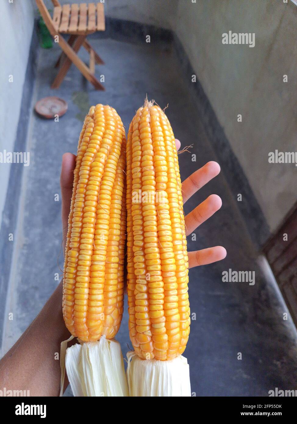 The beautiful maize popcorn grain Stock Photo - Alamy