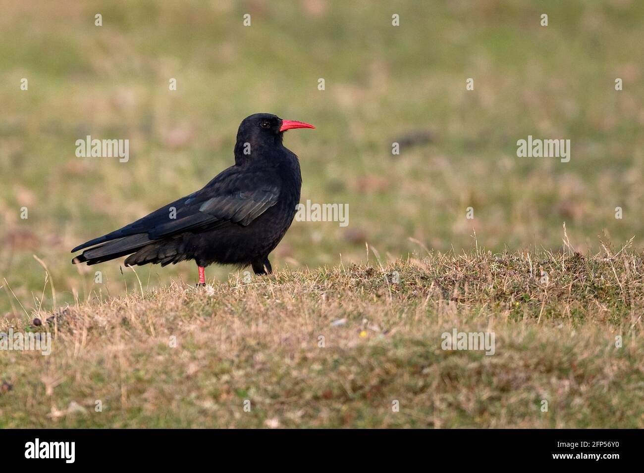 Red Billed Chough Bird High Resolution Stock Photography and Images - Alamy