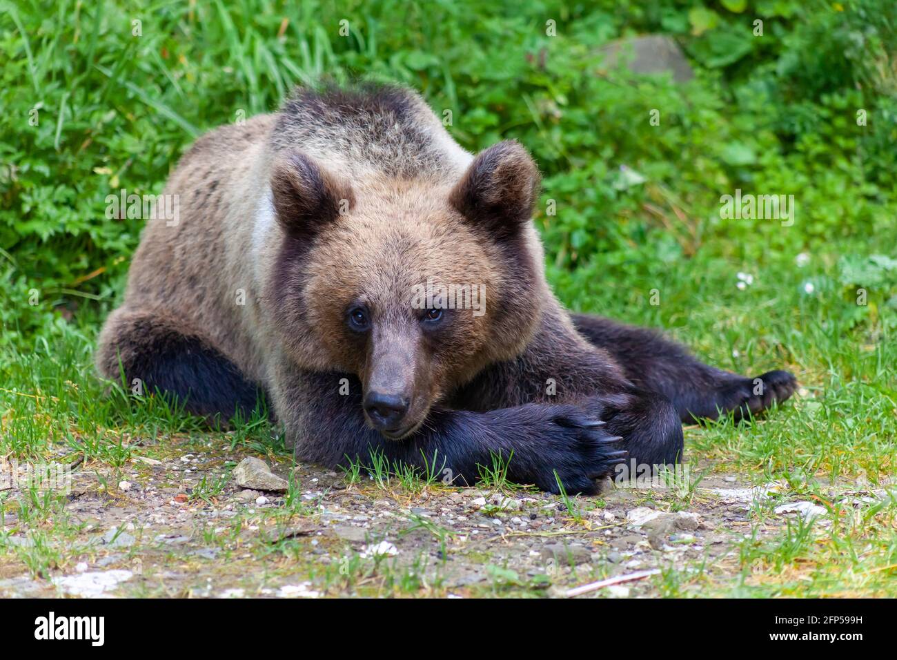 Romania brown bear hi-res stock photography and images - Alamy