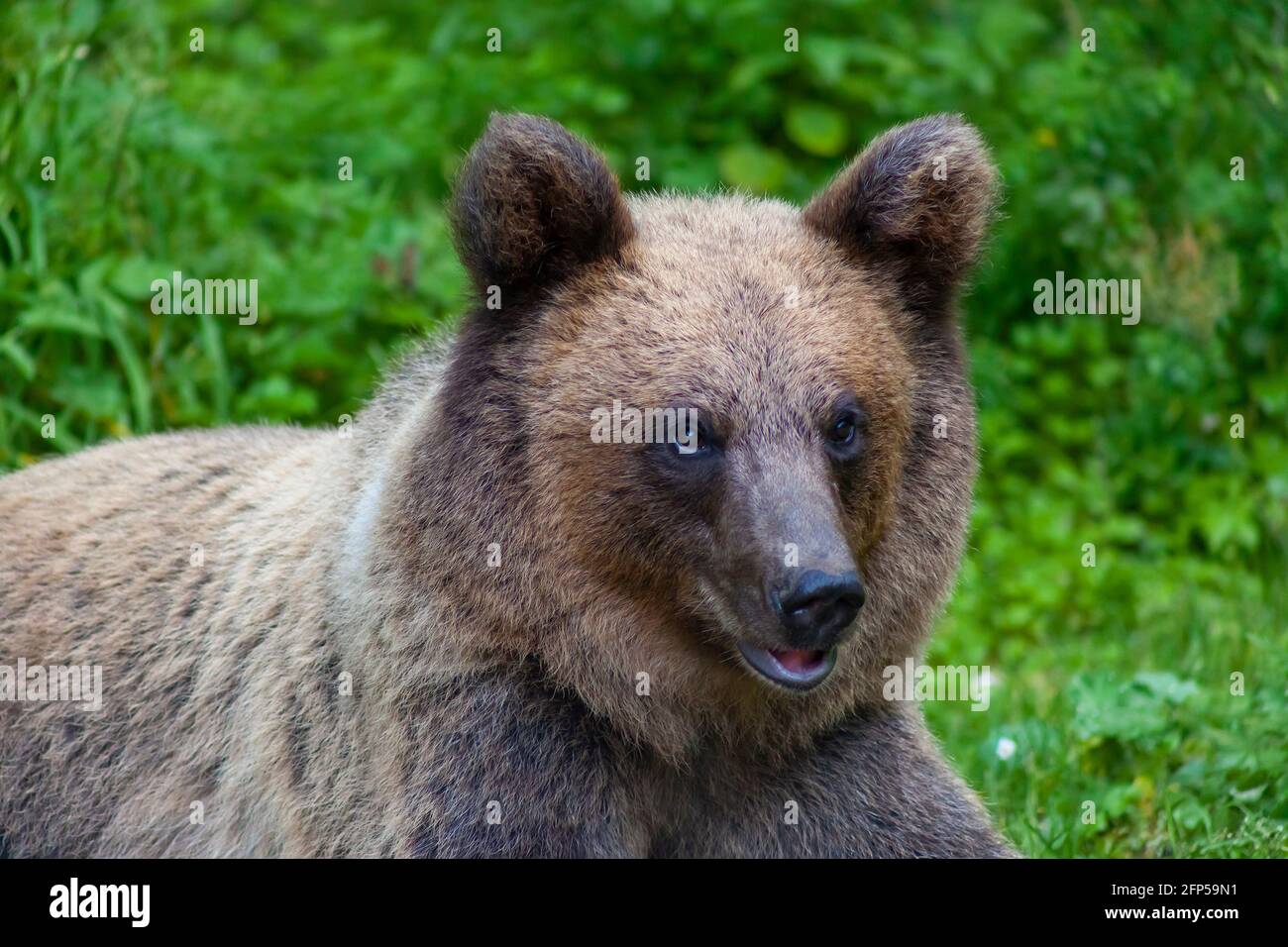 Romania bear hi-res stock photography and images - Alamy