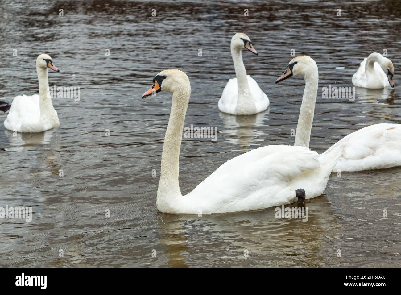 White swans swim in the reservoir of the reserve. Swans with orange ...
