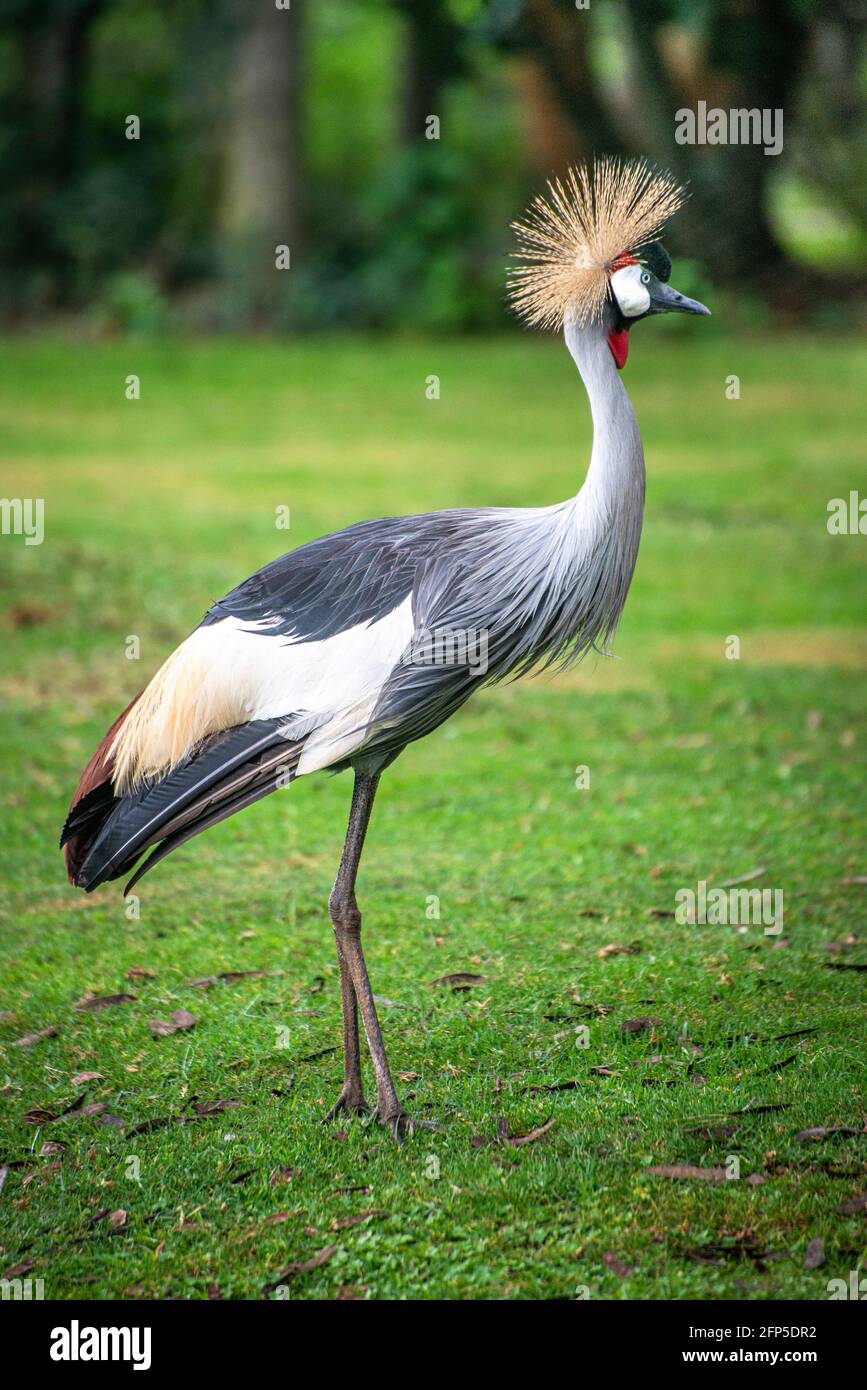 Grey Crowned Crane bird Stock Photo - Alamy