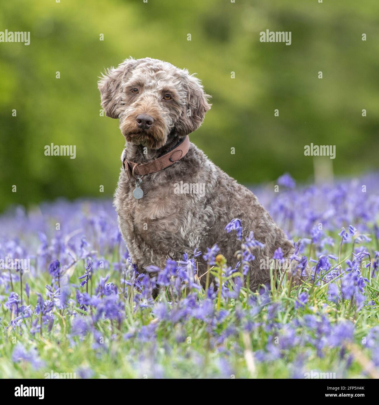 Labradoodle dog outdoors hi-res stock photography and images - Alamy