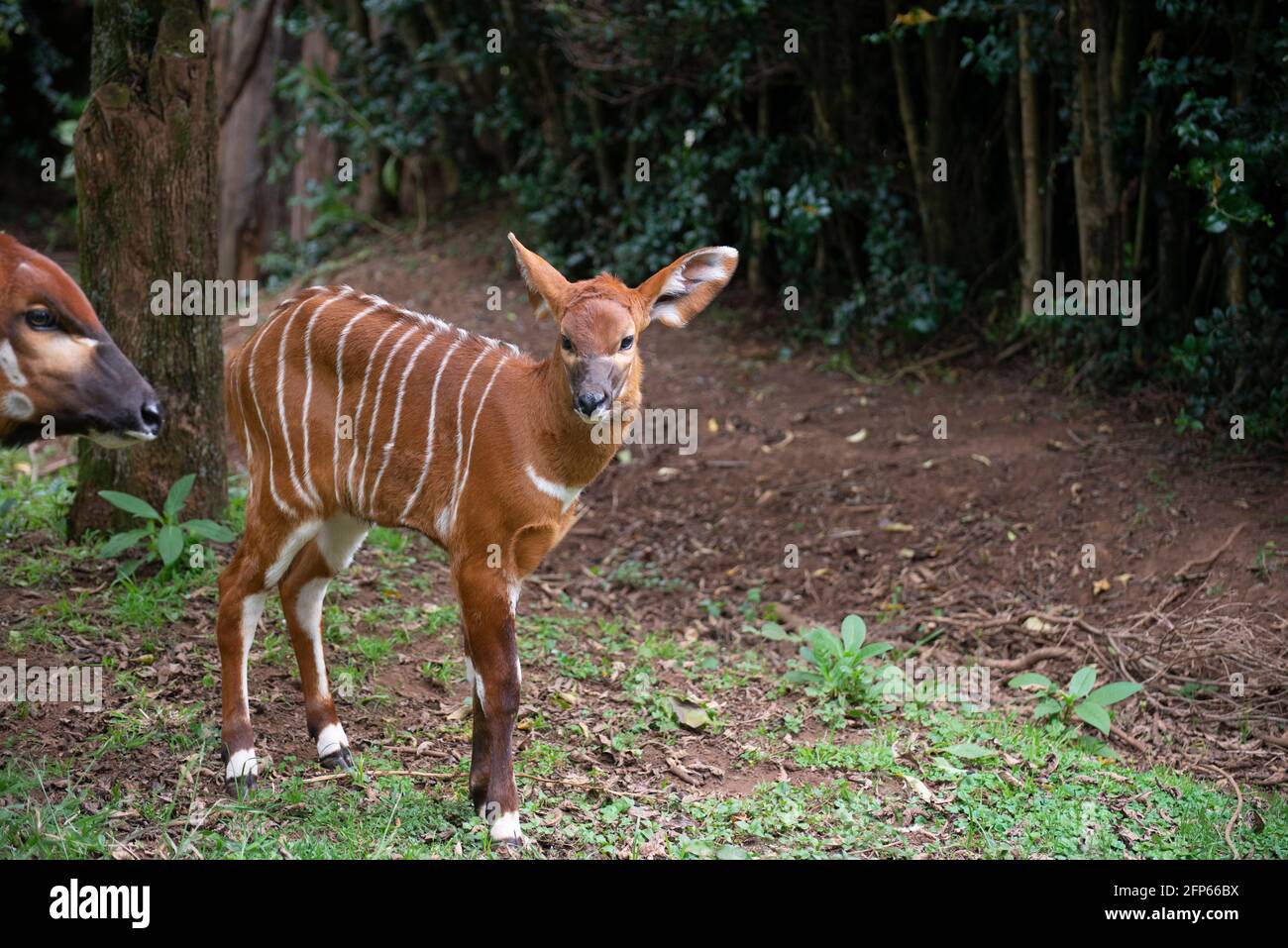 bongo at the Mount Kenya Wildlife Conservancy Stock Photo - Alamy