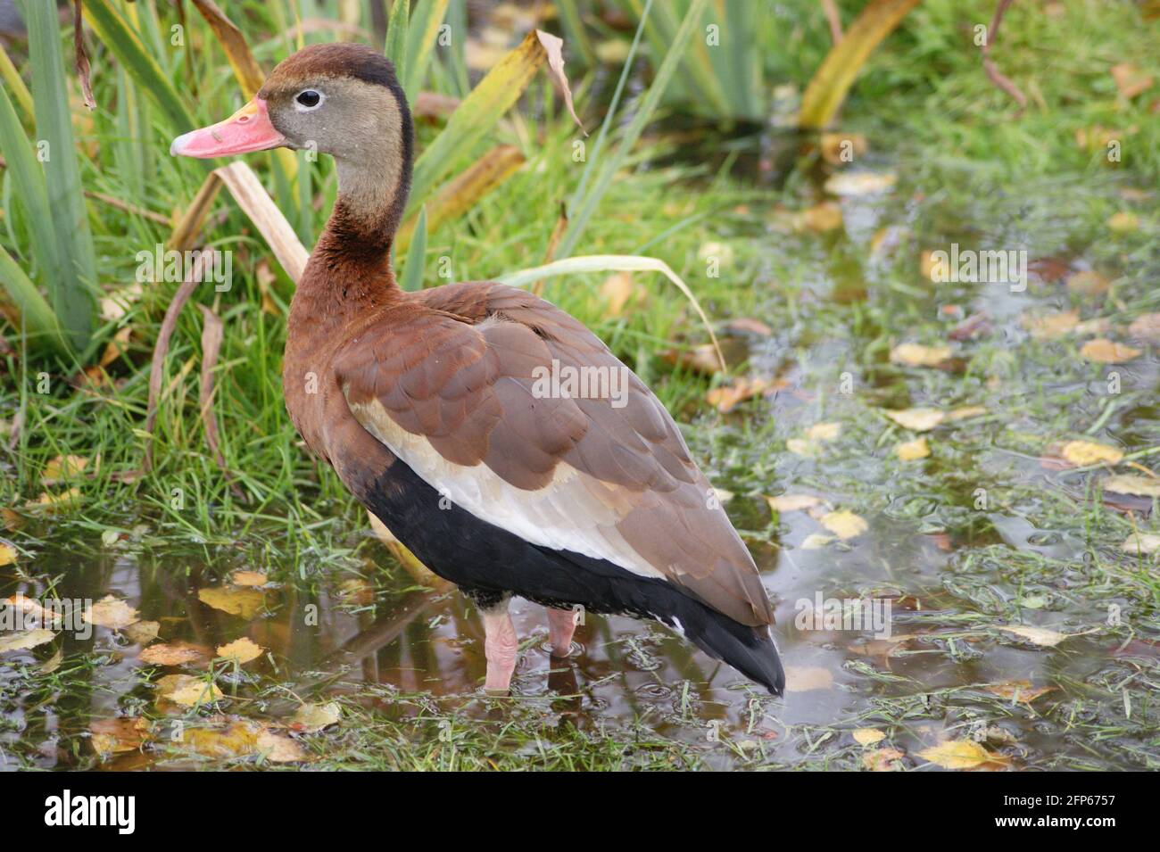 Long legged duck hi-res stock photography and images - Alamy