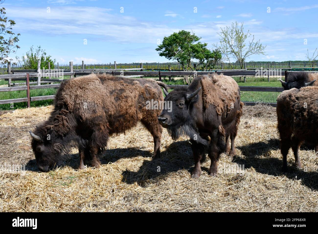 Austria, farm for bison breeding in the Neusiedler See-Seewinkel ...