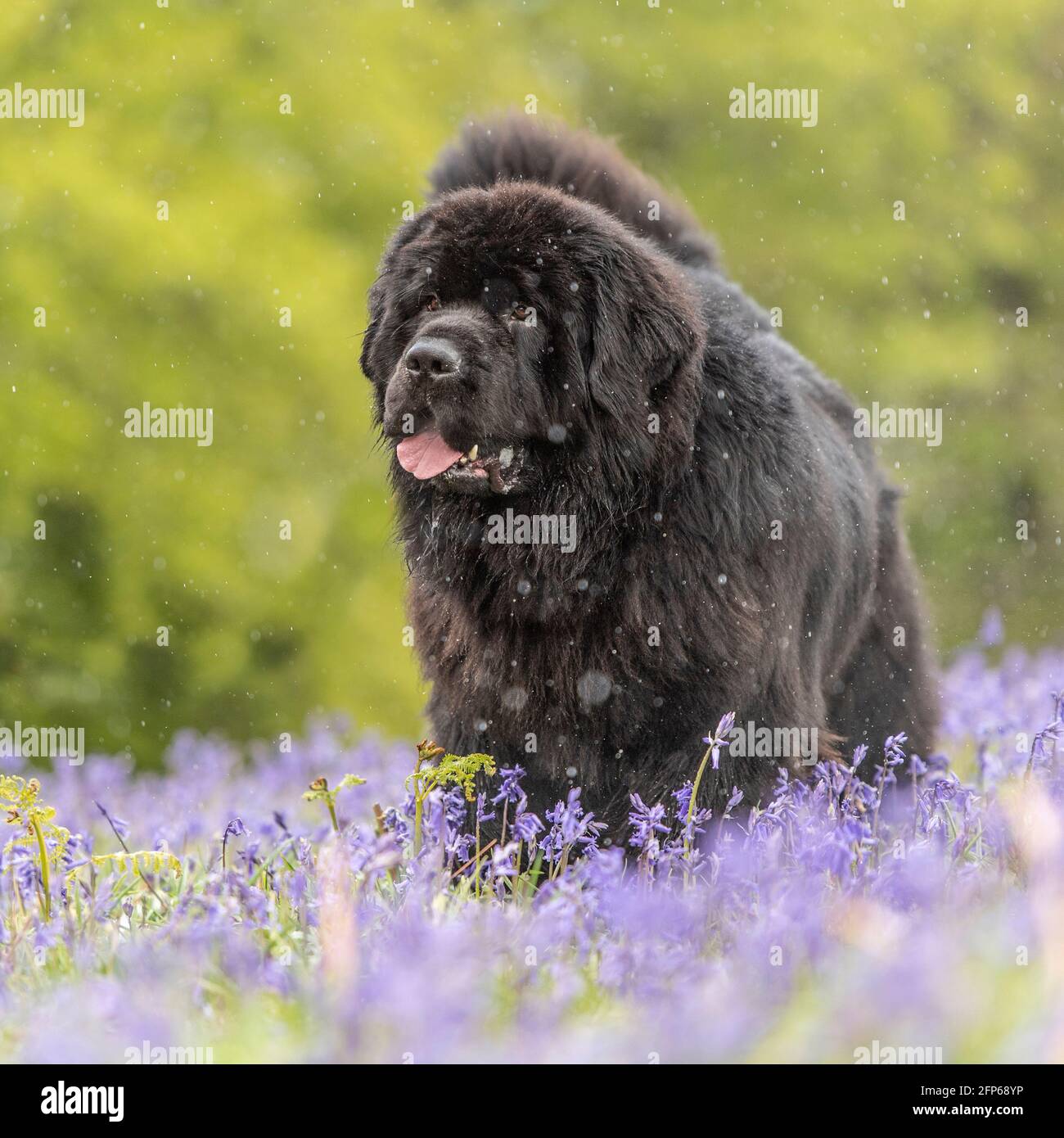 Newfoundland breed hi-res stock photography and images - Alamy