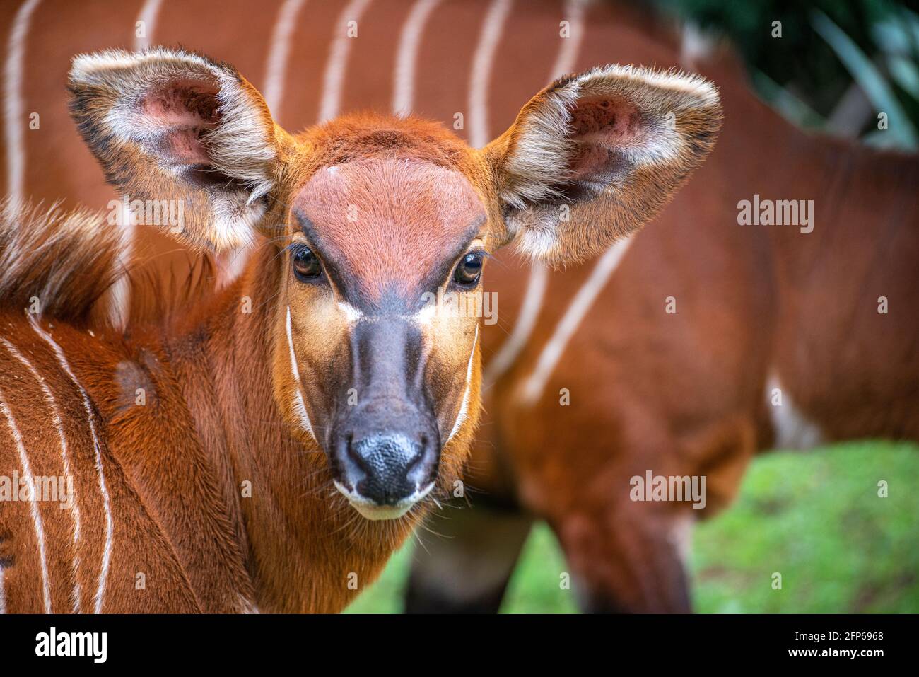 Bongo antelope kenya africa hi-res stock photography and images - Alamy