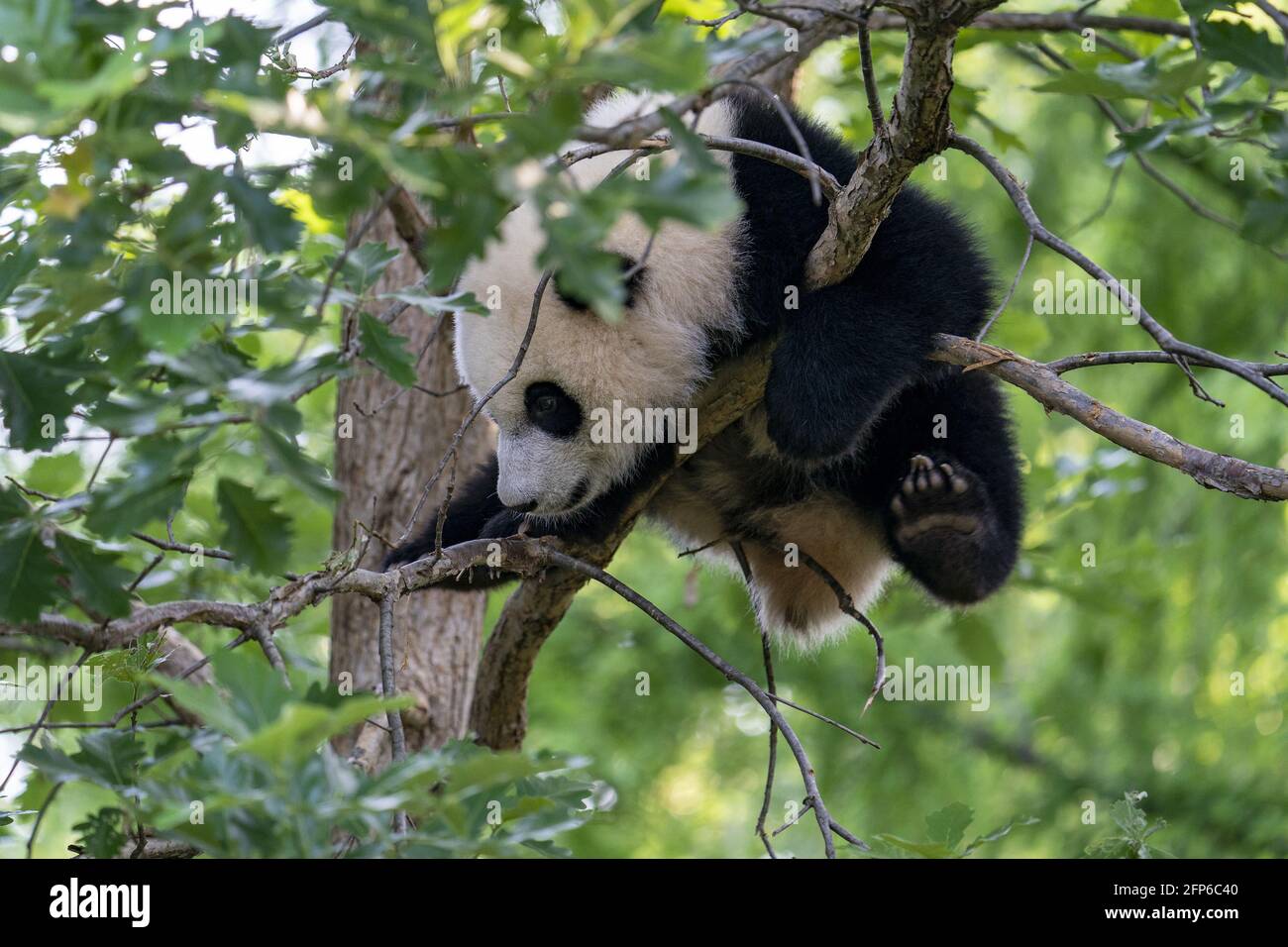 Ji ji panda hi-res stock photography and images - Alamy