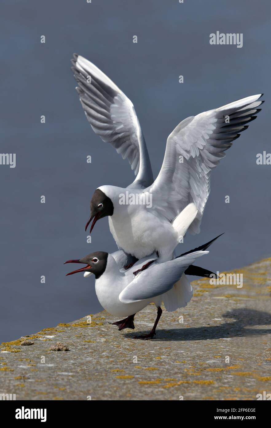 Gulls webbed feet hi-res stock photography and images - Alamy