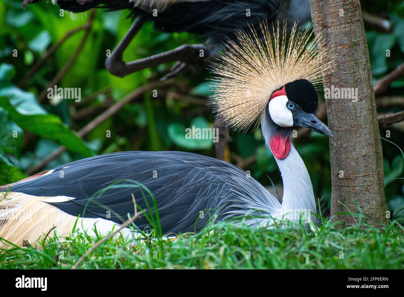 Grey Crowned Crane bird Stock Photo - Alamy