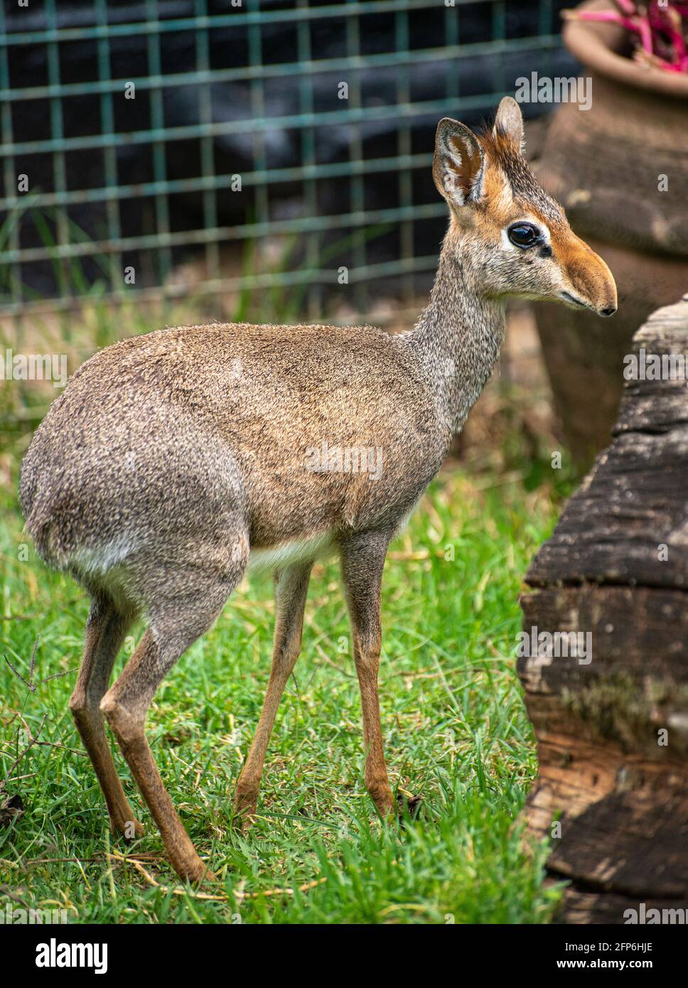 small dik-dik antelope at the Mount Kenya Wildlife Conservancy Stock ...