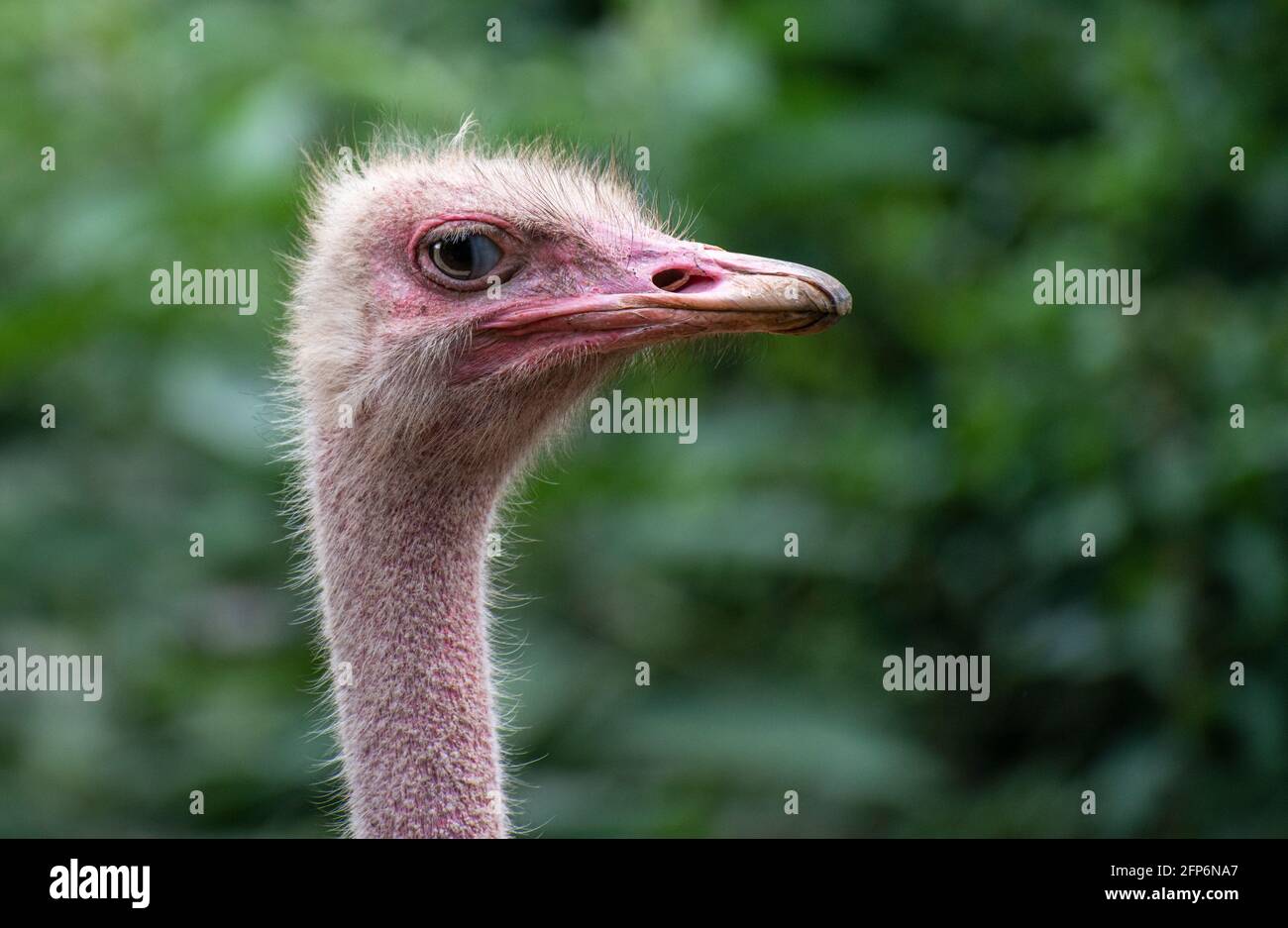 Ostrich face hi-res stock photography and images - Alamy