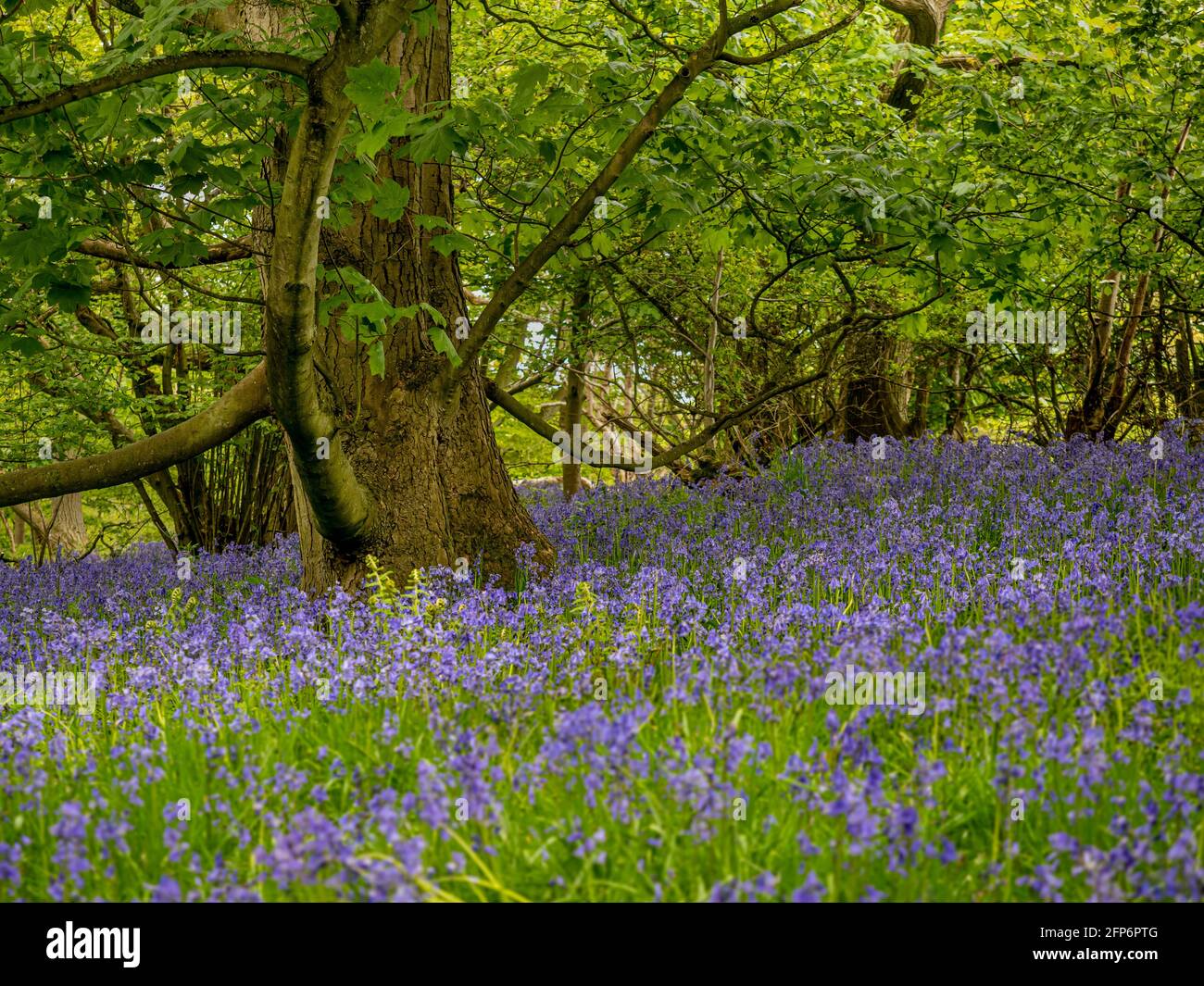 Bluebells flowering underneath sycamore trees in a UK woodland, in ...