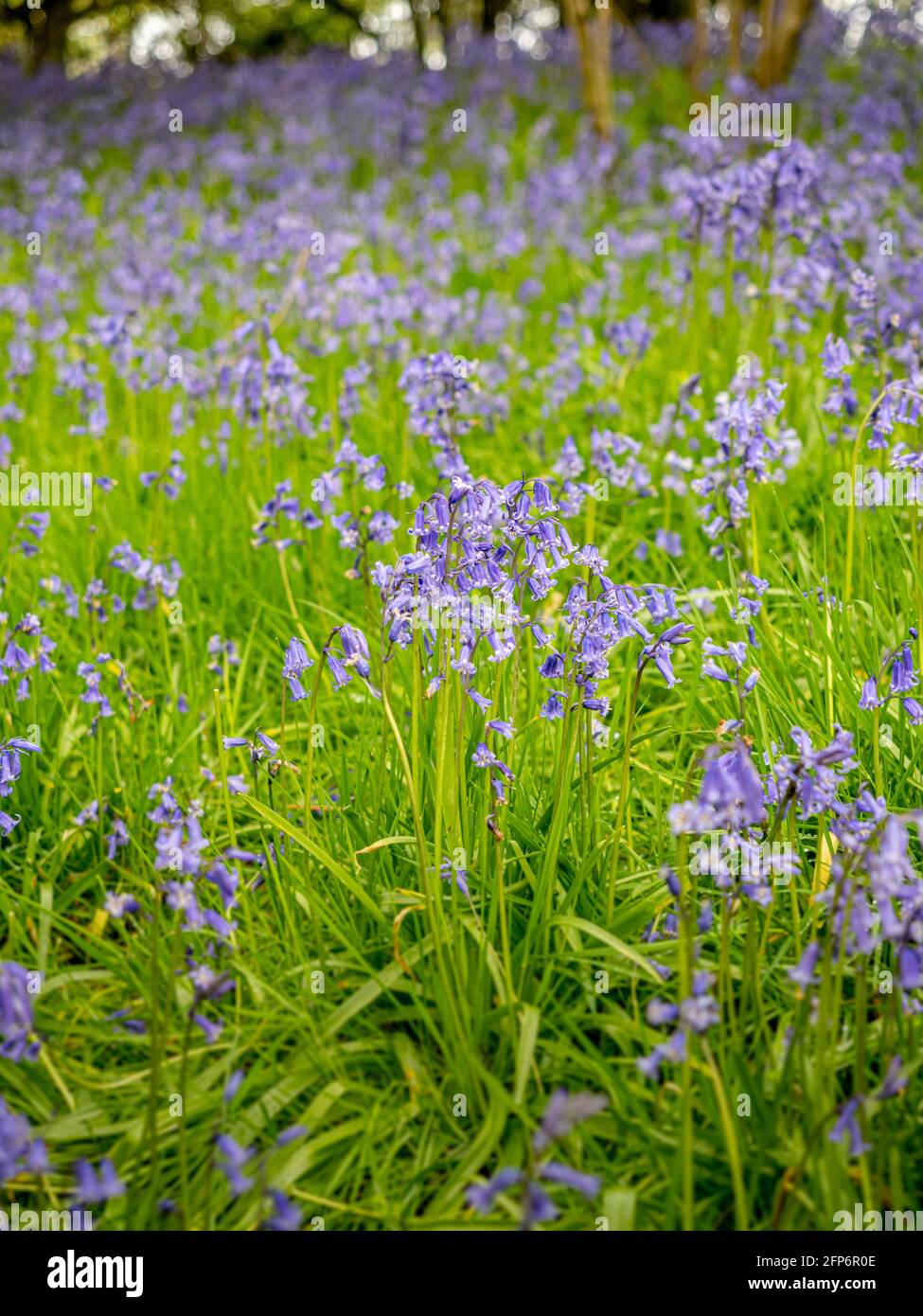 Bluebells growing in grass hi-res stock photography and images - Alamy