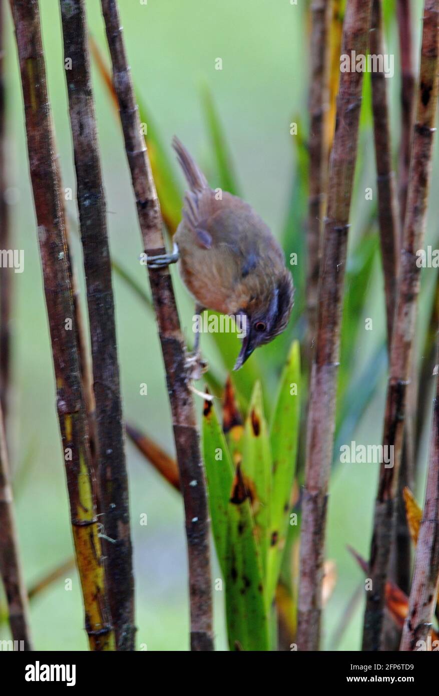 Grey-throated Babbler (Stachyris nigriceps borneensis) adult eating ...
