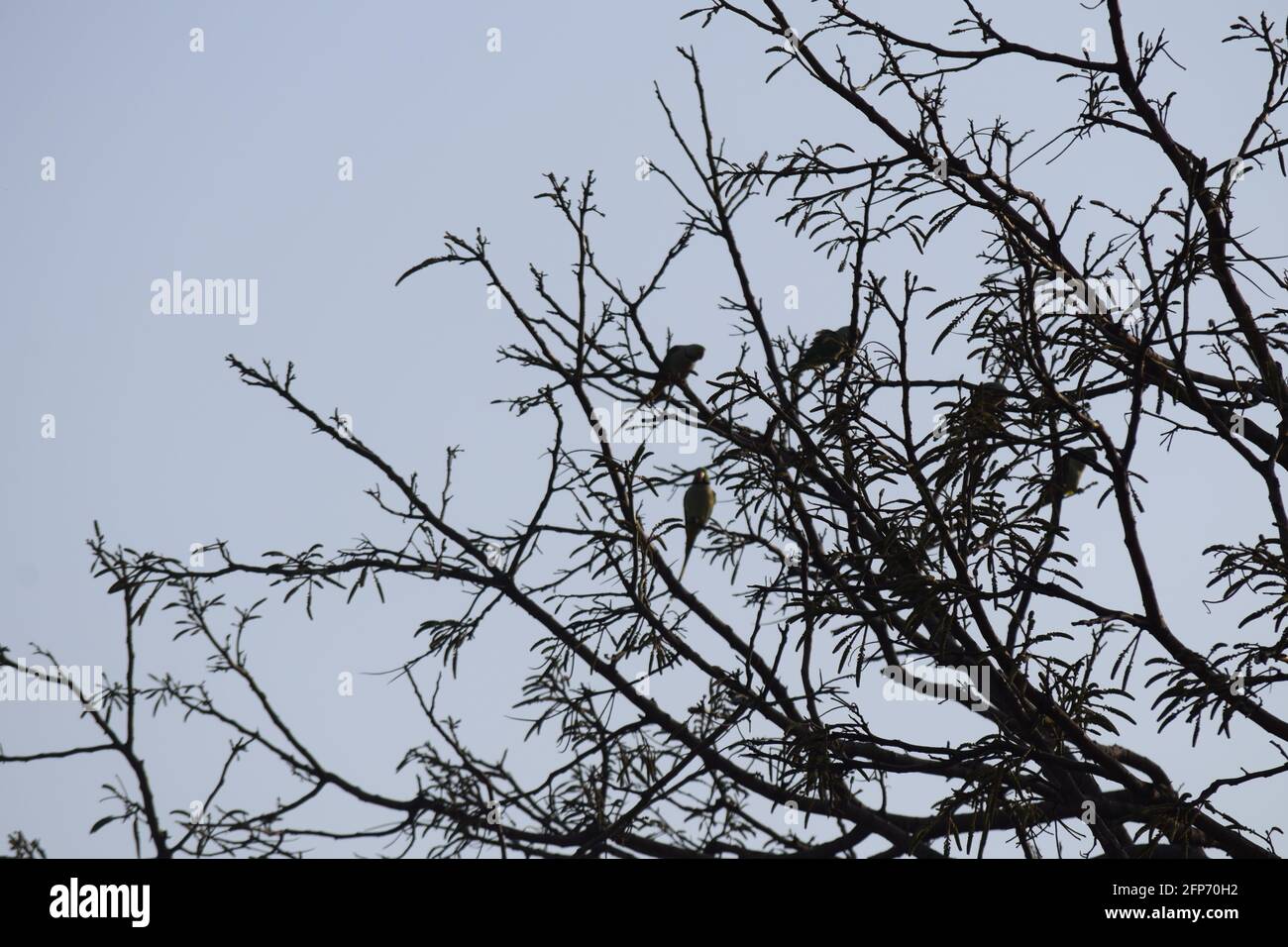 Birds sitting on the tree hi-res stock photography and images - Alamy