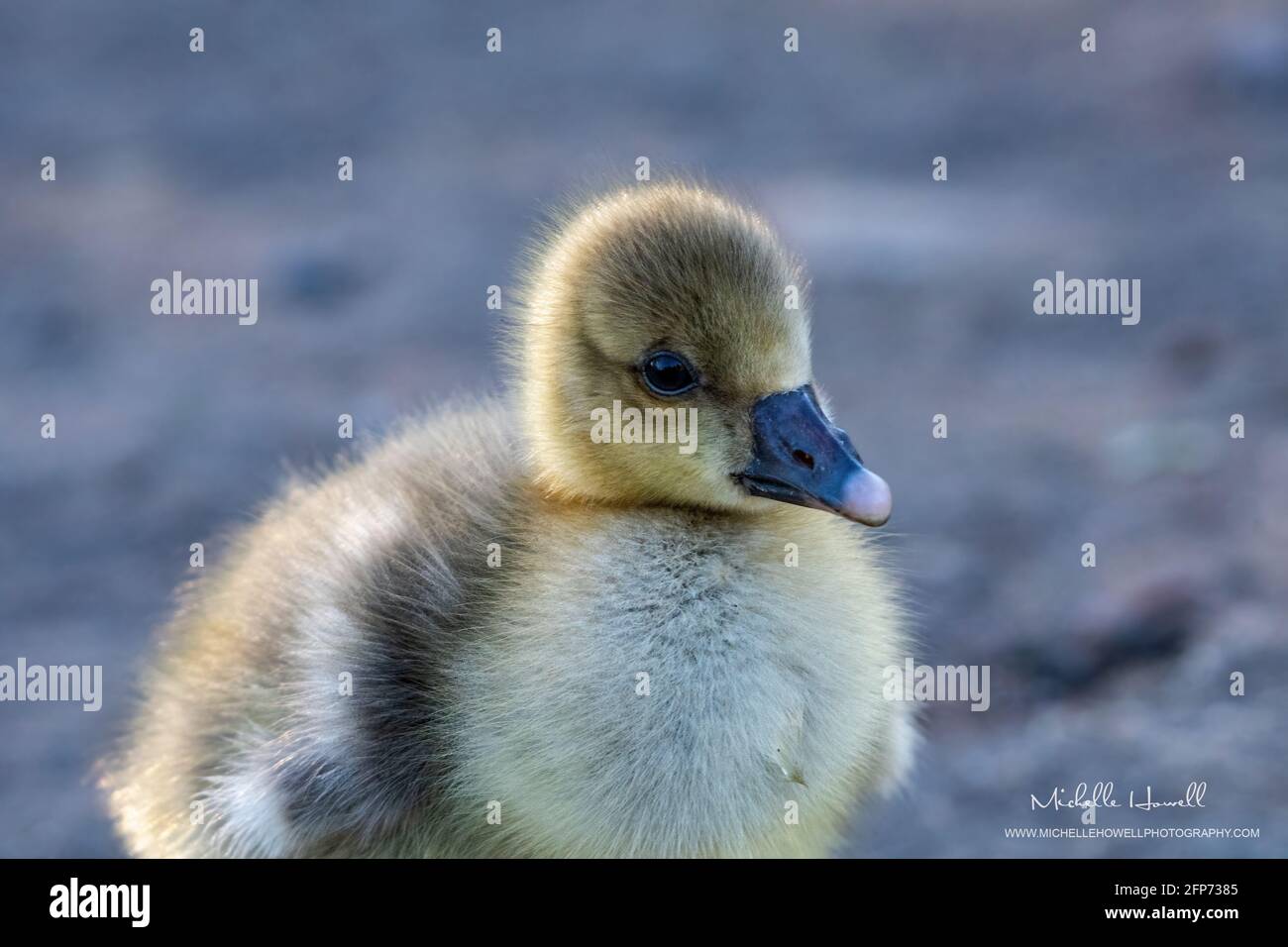 Baby Gosling close up Stock Photo - Alamy