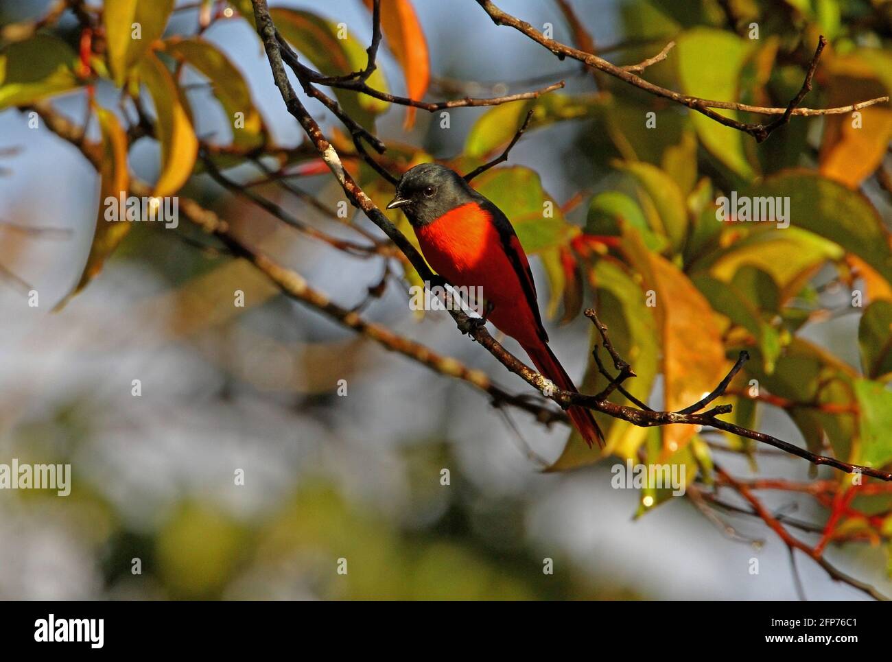 Grey throated minivet hi-res stock photography and images - Alamy