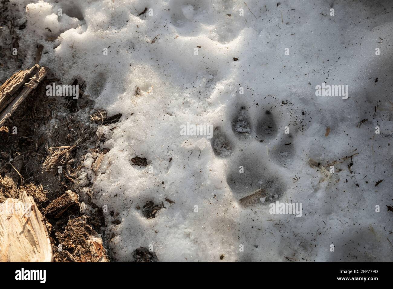 Wolf track in snow hi-res stock photography and images - Alamy