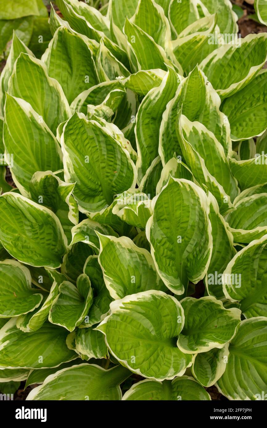 Hosta 'Albomarginata' (fortunei) variegated leaves as a natural pattern ...