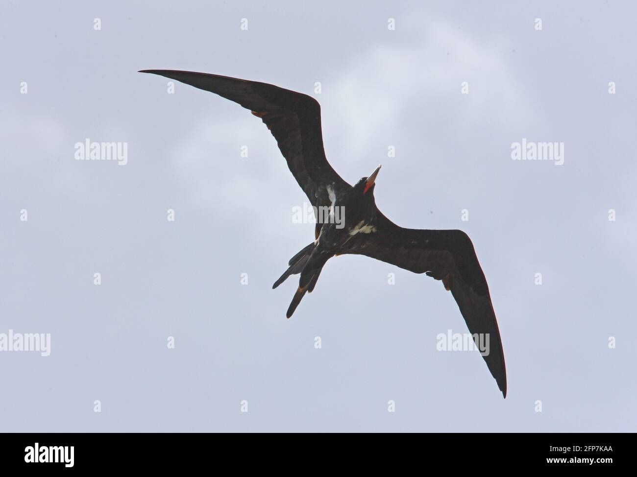 Lesser Frigatebird (Frigata ariel ariel) adult male in flight Sabah ...