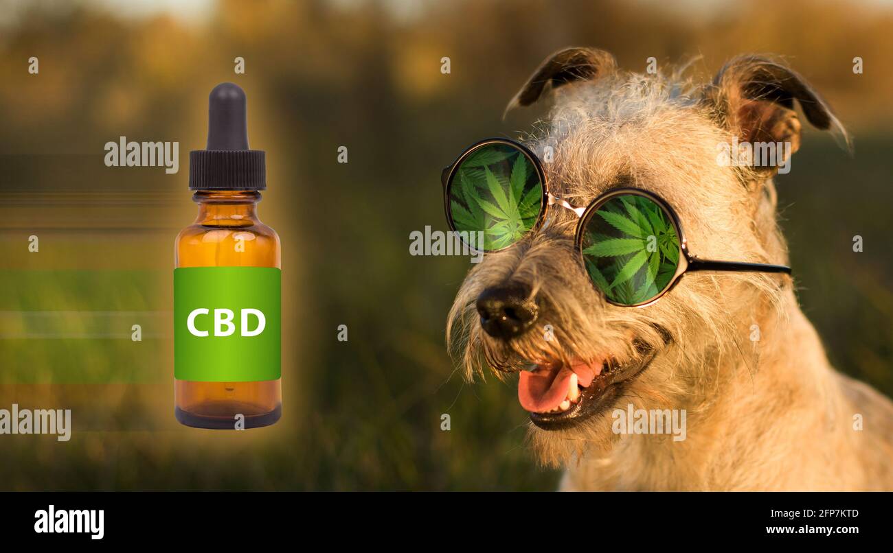 Marijuana dog hi-res stock photography and images - Alamy