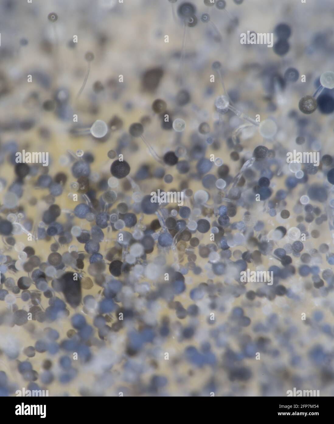 Mucor Microscope