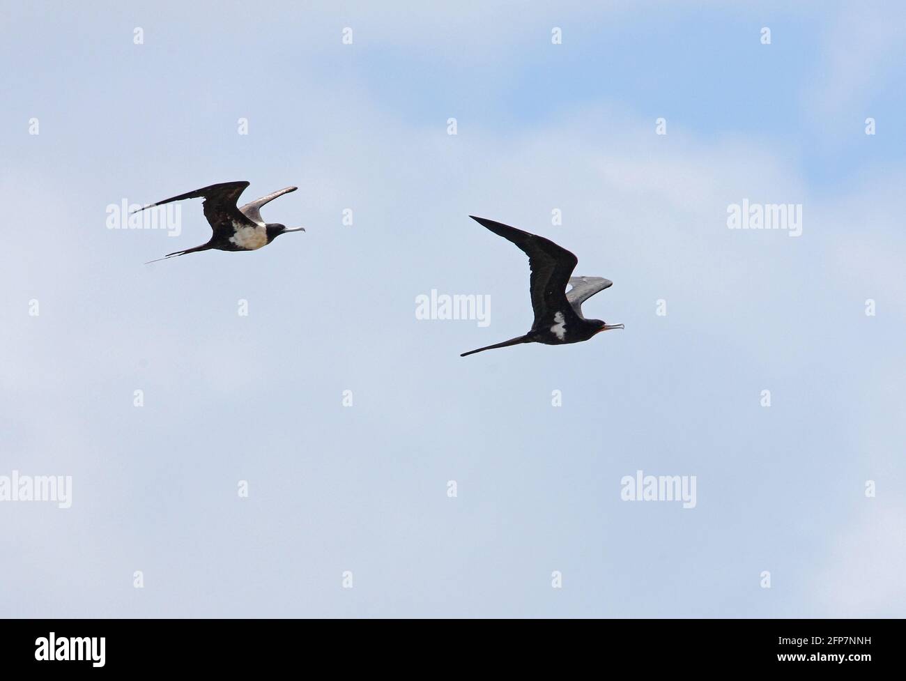 Lesser Frigatebird (Frigata ariel ariel) male and female in flight ...