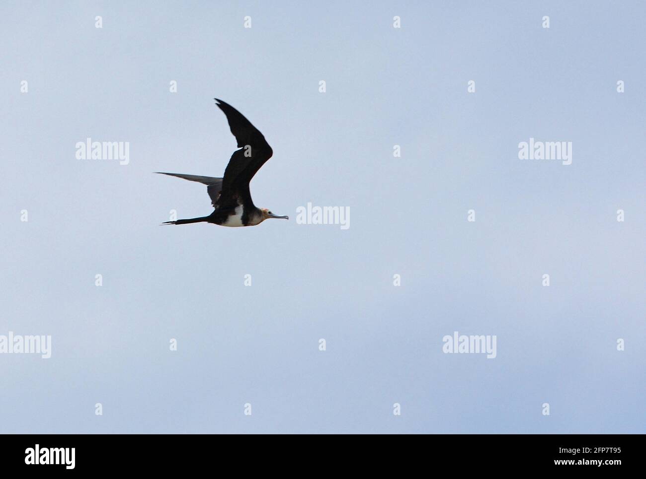 Lesser Frigatebird (Frigata ariel ariel) immature in flight Sabah ...