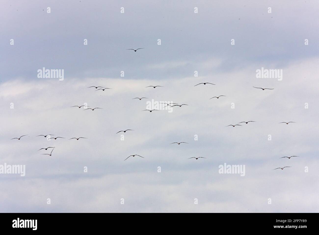 Lesser Frigatebird (Frigata ariel ariel) flock flying inshore during ...