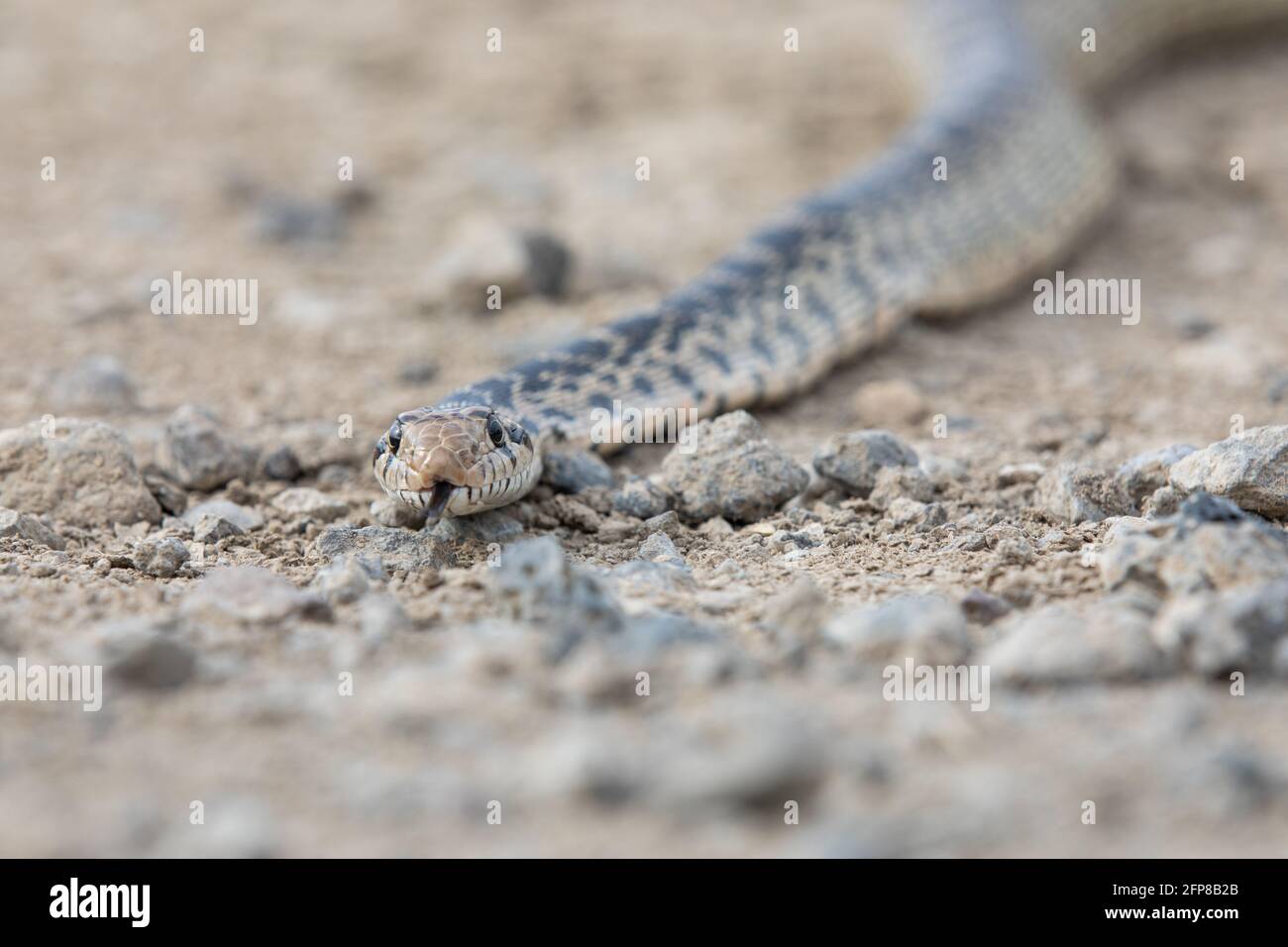 snake moving over the ground Stock Photo - Alamy